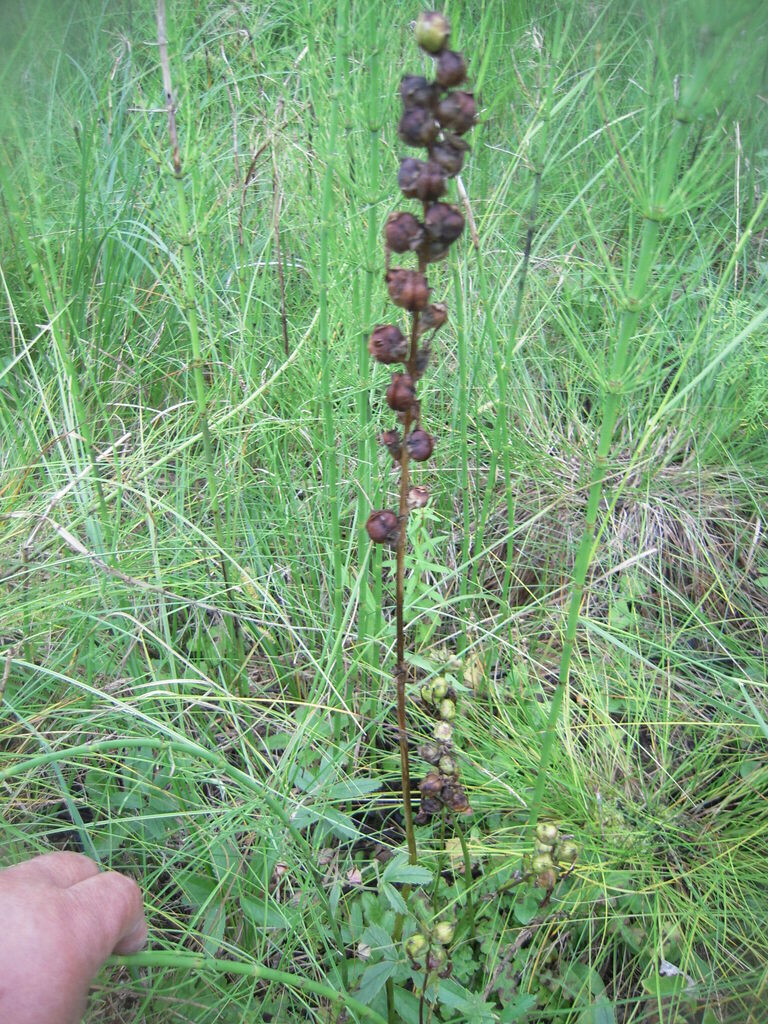 Moor-King Lousewort from Большеуковский р-н, Омская обл., Россия on ...