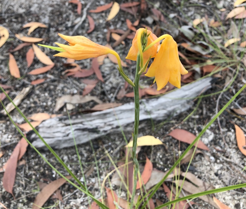large Christmas bells in February 2019 by rlloyd · iNaturalist