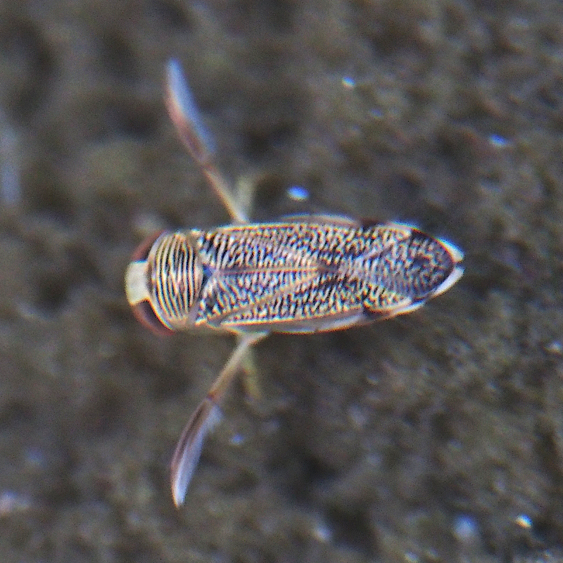 Sigara from Beppu, Oita 874-0000, Japan on December 12, 2022 at 03:57 ...