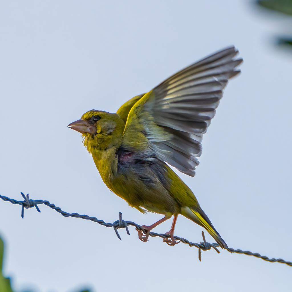 European Greenfinch from Newtown, Wellington, New Zealand on December ...