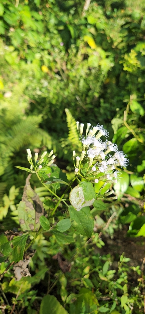 Siam weed from Sabana de la Mar, DO-HM, DO on December 18, 2022 at 02: ...