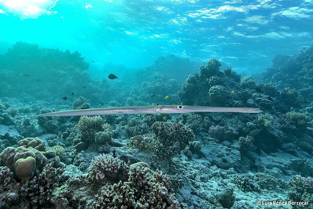 Blue-spotted Cornetfish (Ray-finned Fishes of Dauin Philippines ...