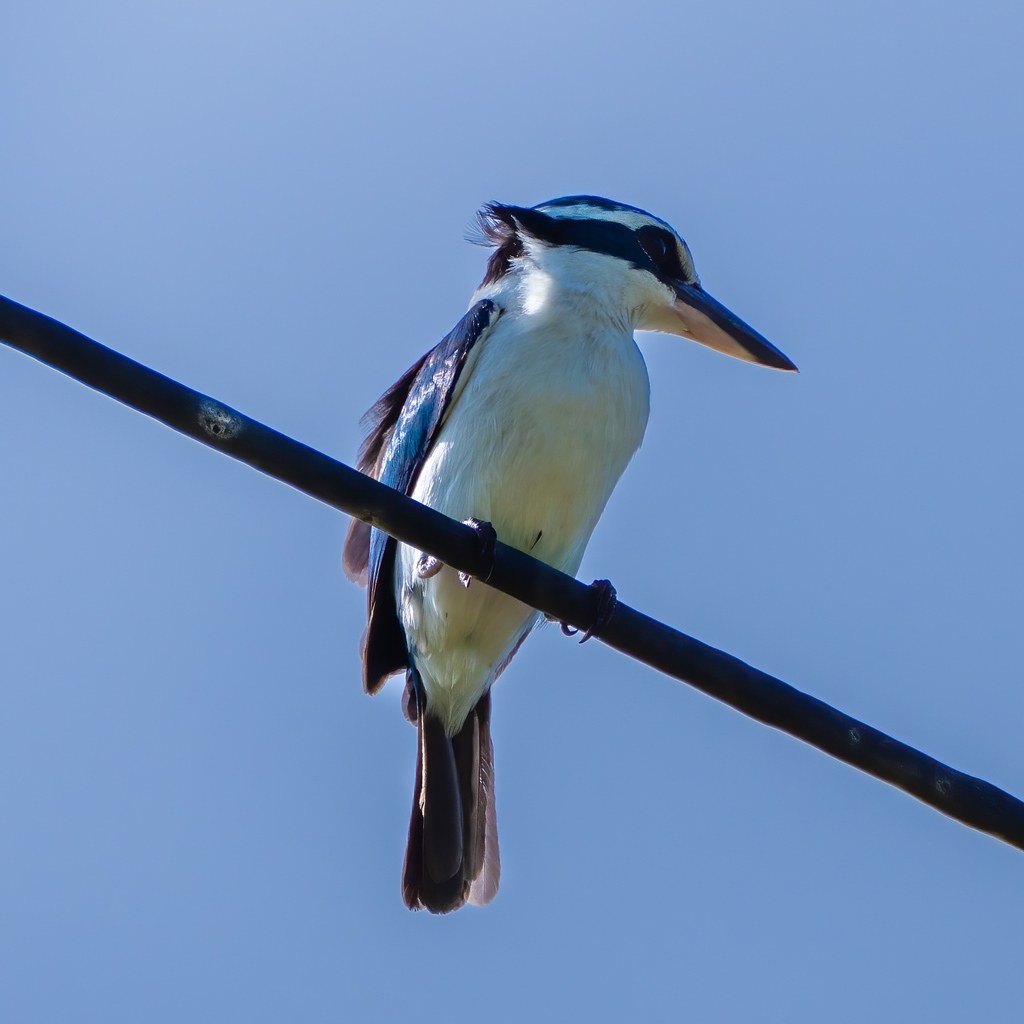 Pacific Kingfisher (Tonga) from Tongatapu, Tonga on December 17, 2022 ...