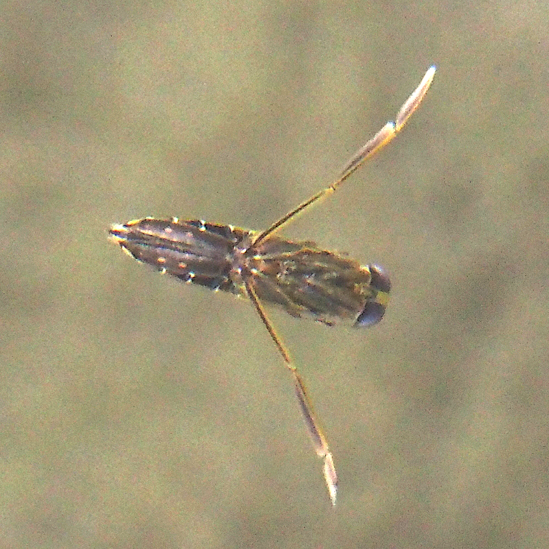 Common Backswimmers from Beppu, Oita 874-0000, Japan on December 12 ...