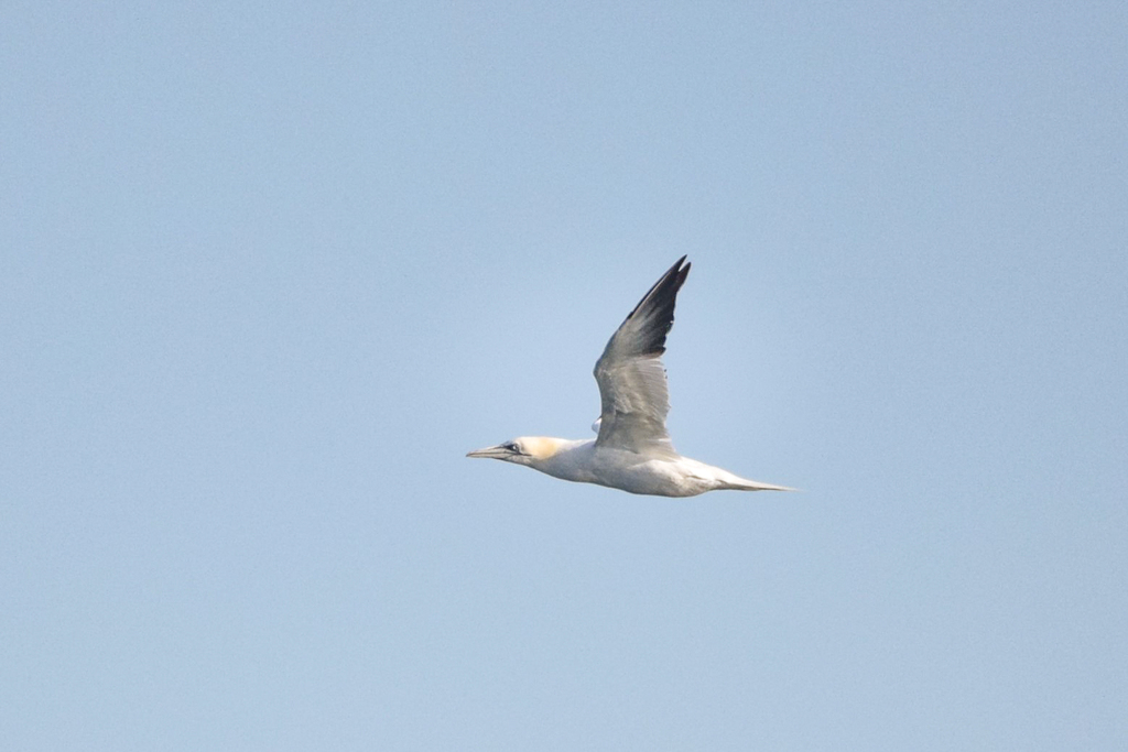Northern Gannet from Watch Hill, Westerly, RI 02891, USA on December 18 ...
