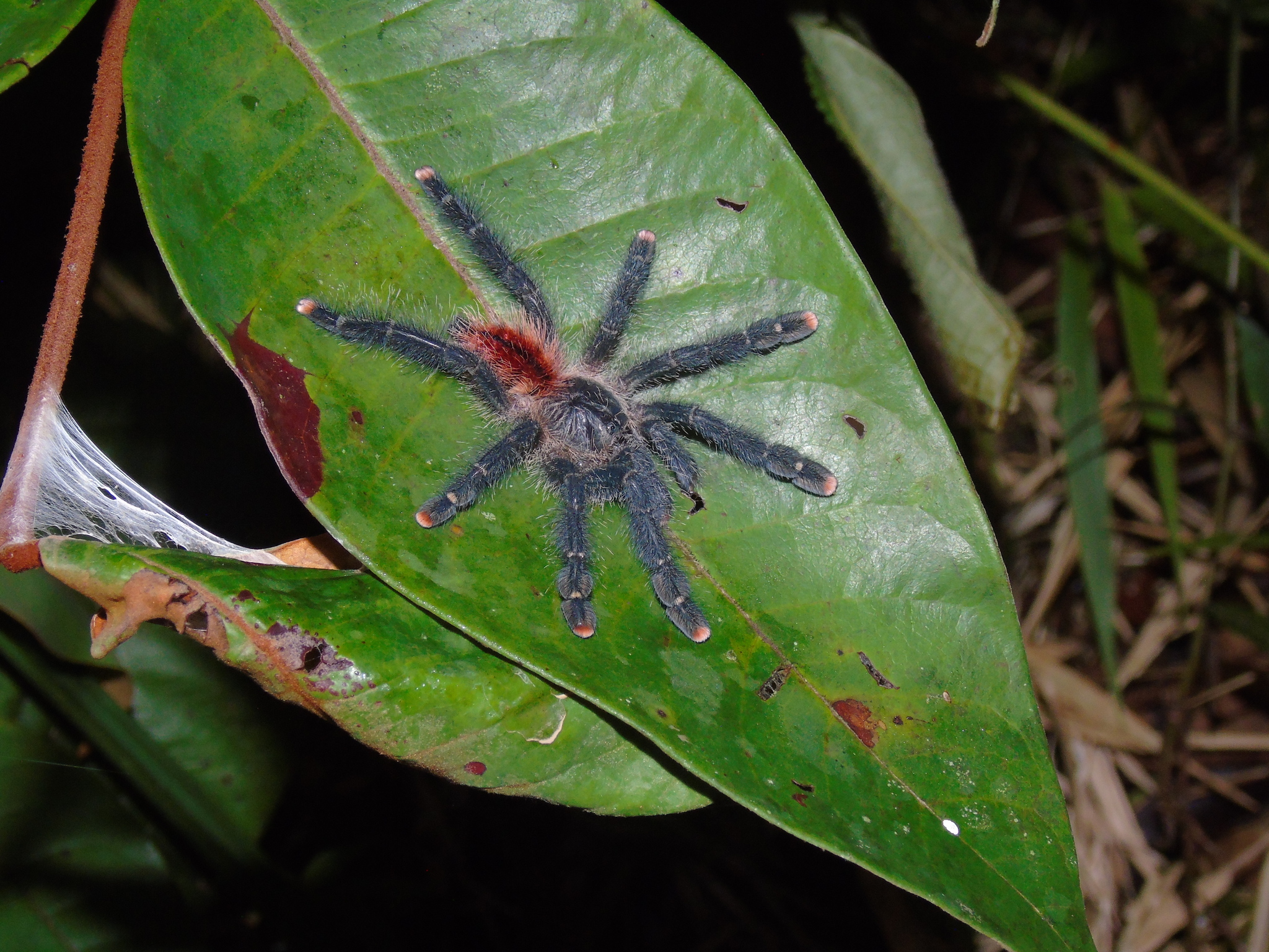 Avicularia variegata F.O.Pickard-Cambridge, 1896