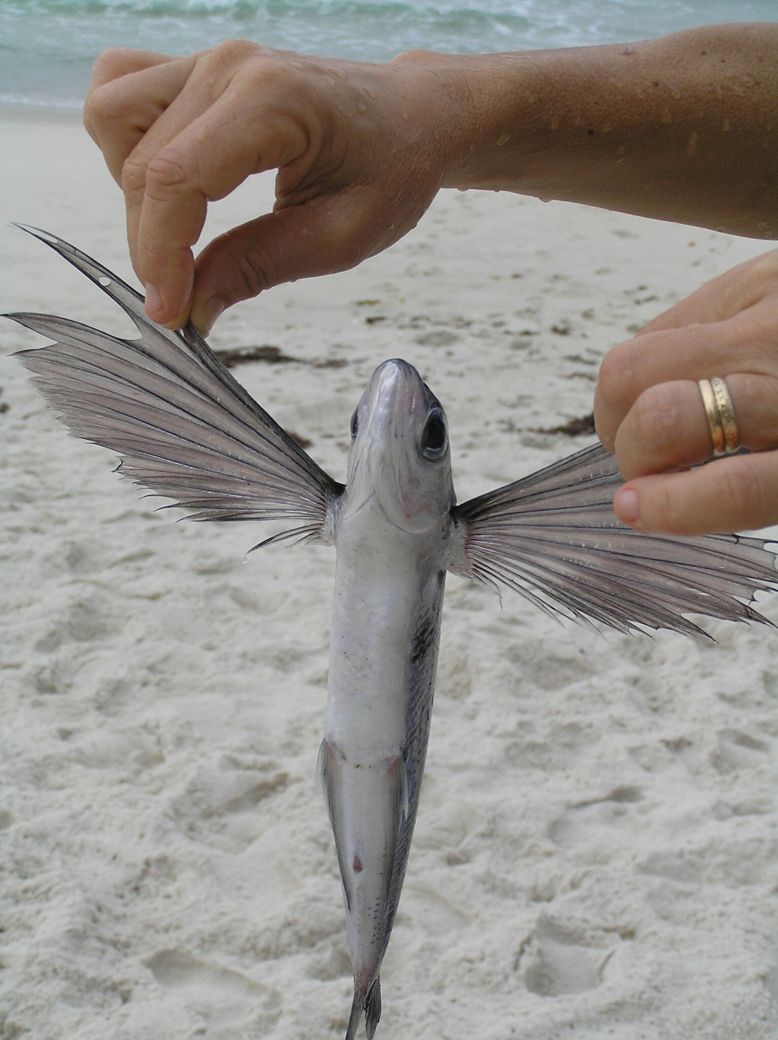 Hirundichthys rondeletii (Valenciennes, 1847)