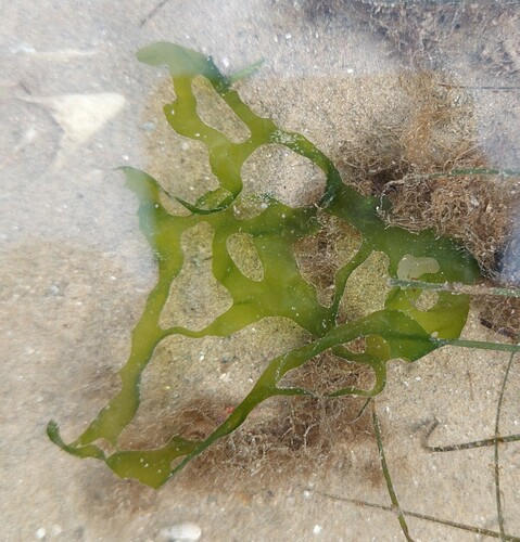 Ulva ohnoi · iNaturalist United Kingdom