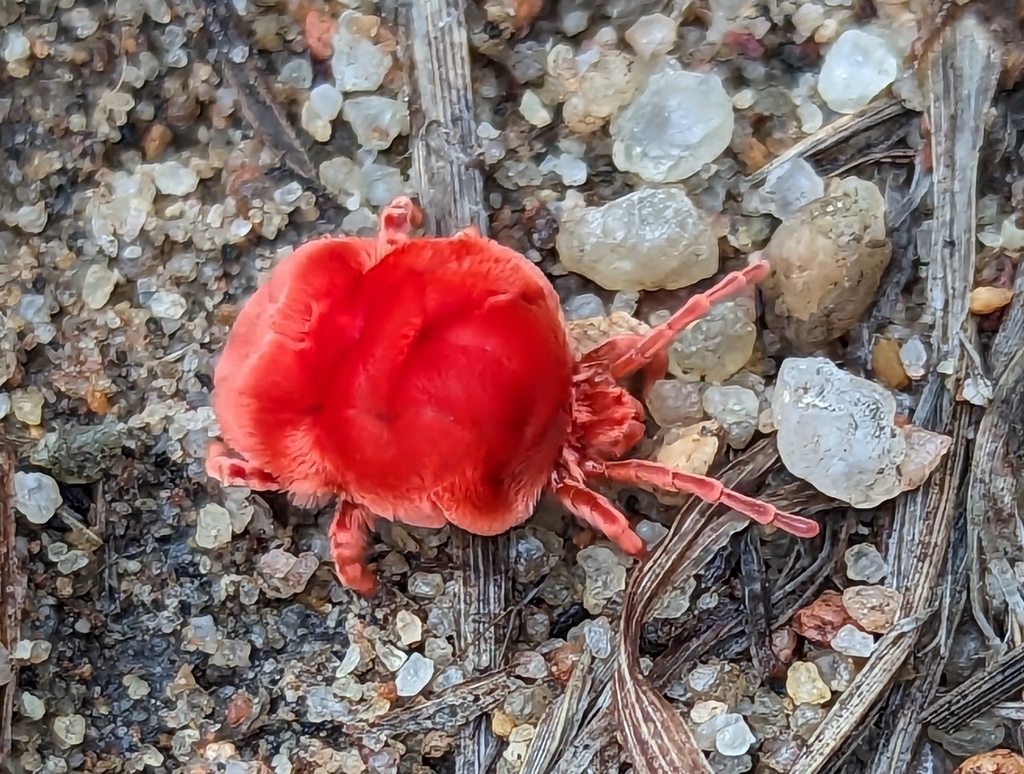Giant Velvet Mites from Nsanje, Malawi on December 19, 2022 at 07:24 AM ...