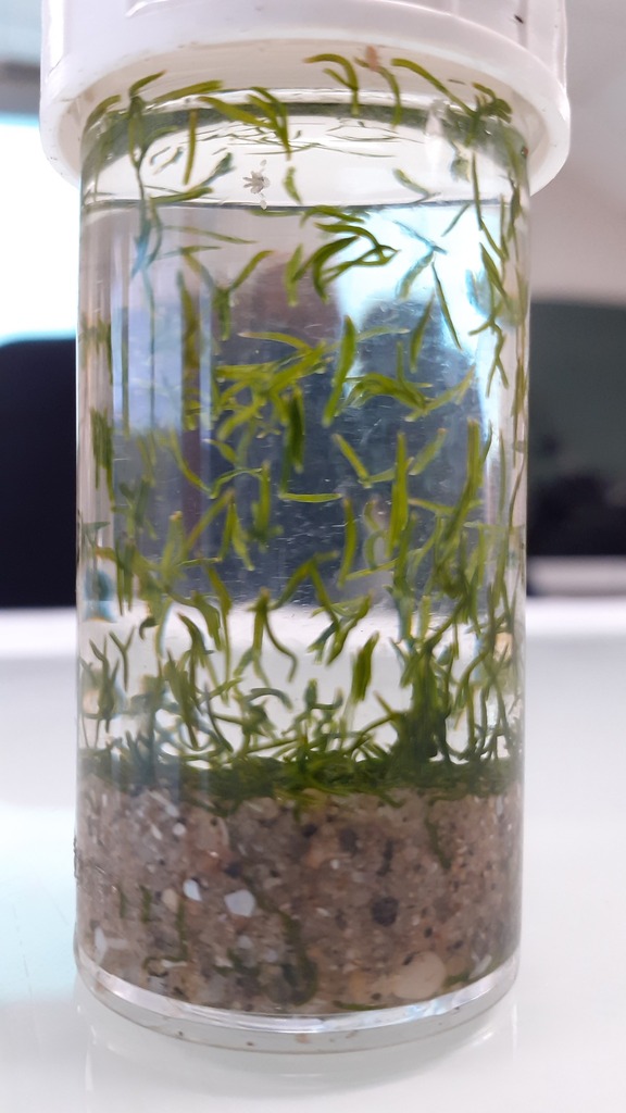 Mint sauce worm from Vannes, France on March 01, 2022 at 03:34 PM by ...