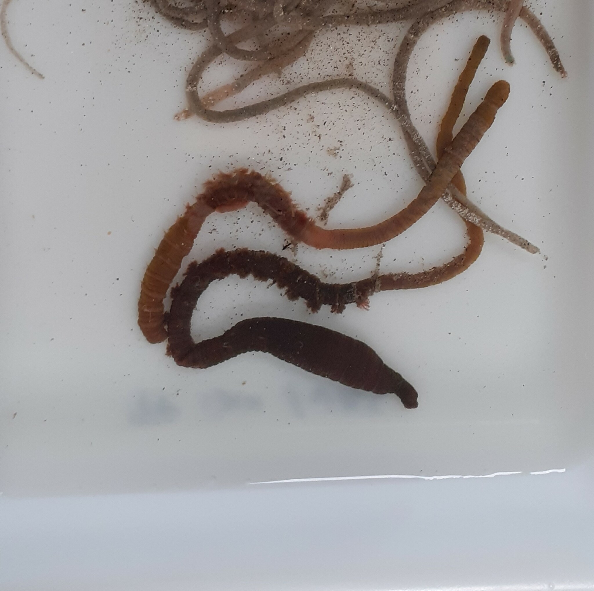 Arenicola marina (Linnaeus, 1758)