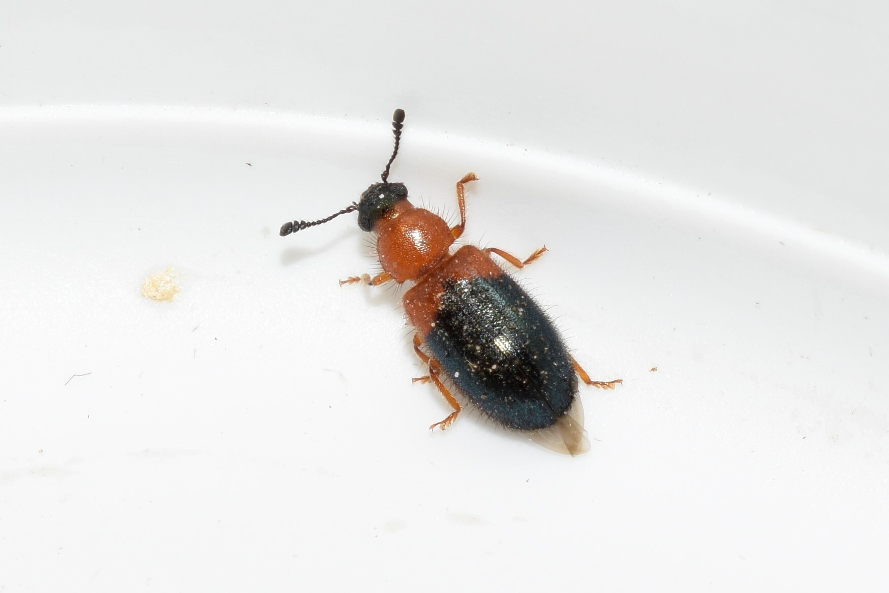 Necrobia ruficollis (Fabricius, 1775)