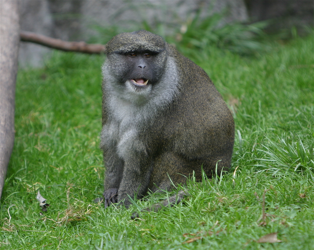 Allen's Swamp Monkey (Allenopithecus nigroviridis) - Know Your Mammals