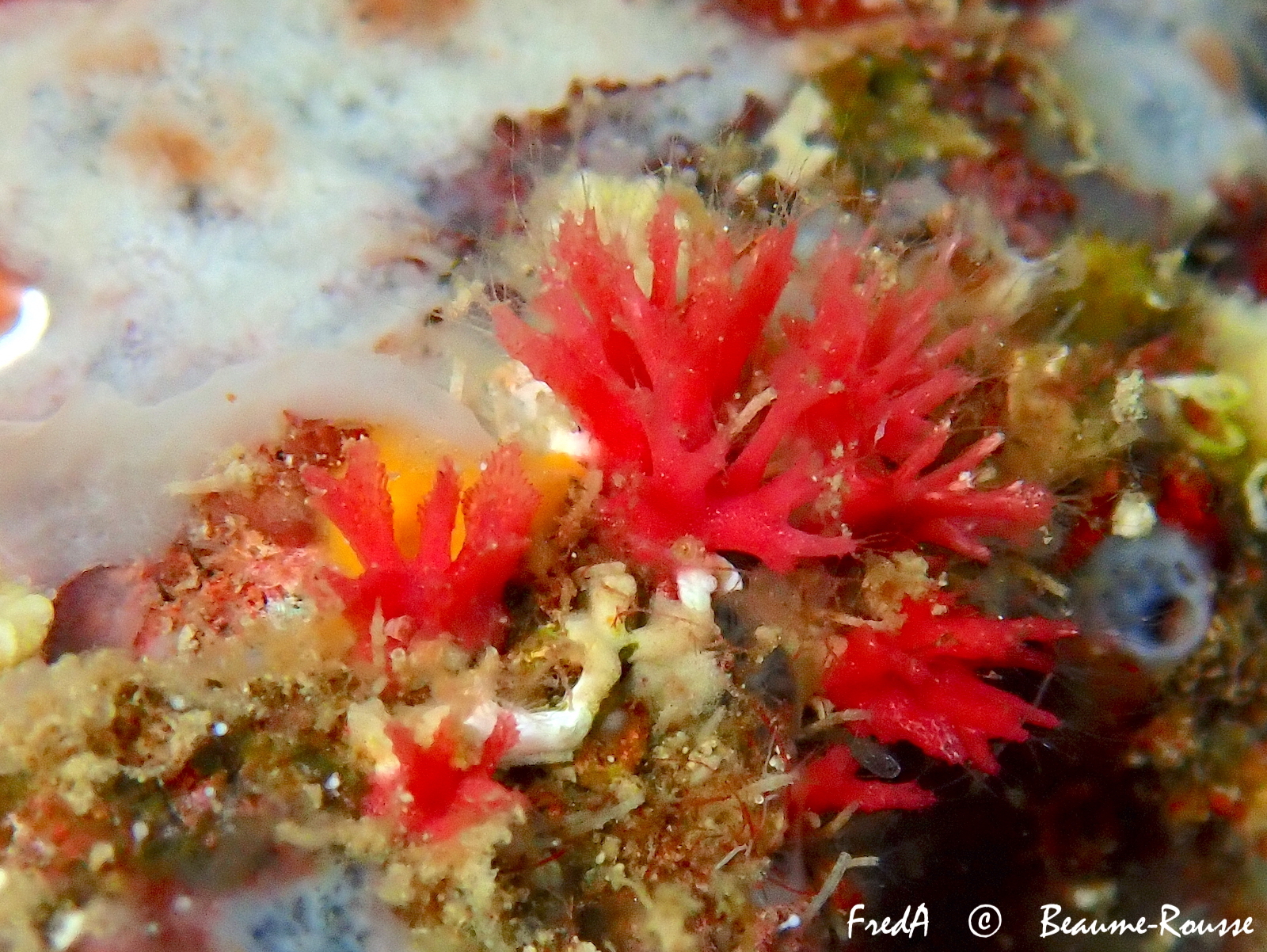 Miniacina miniacea (Pallas, 1766)