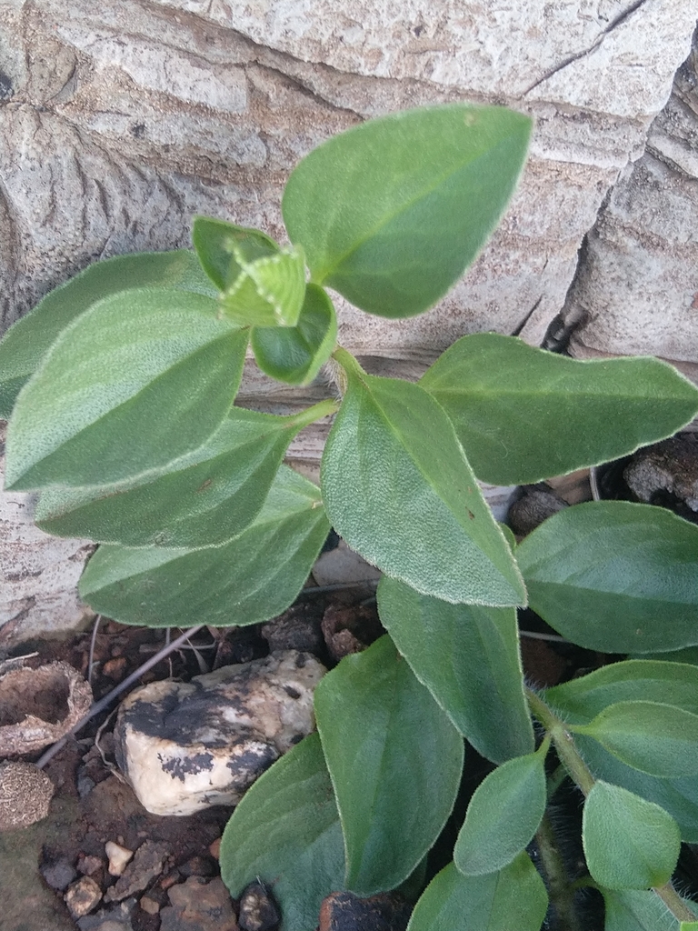 Penther Spurflower from Carletonville, 2499, South Africa on December ...