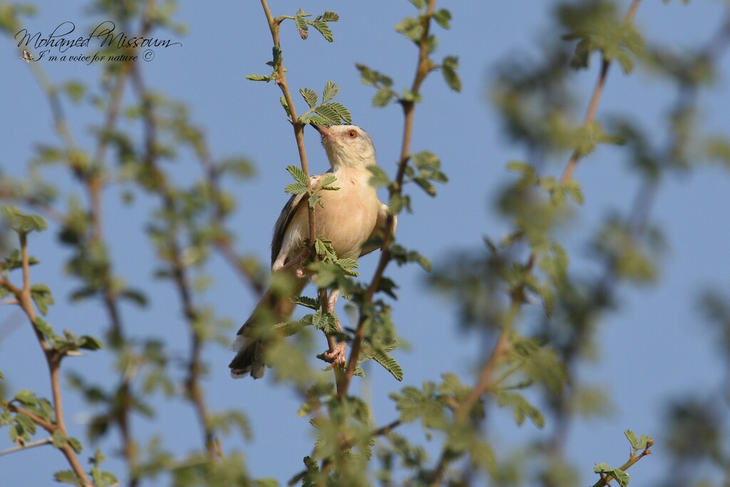 Cricket Longtail from Timiaouine, Algeria on October 14, 2022 at 07:05 ...