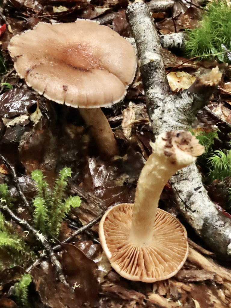 Webcaps from Lewis Pass Scenic Reserve, Buller, West Coast, New Zealand ...