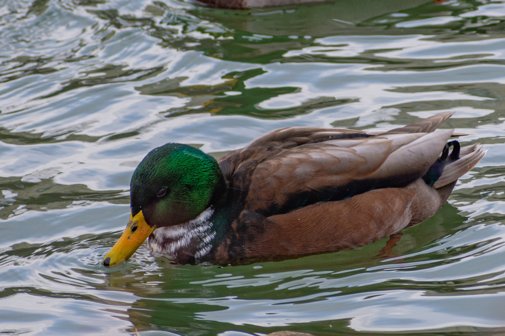 Domestic Mallard from Brampton, ON, Canada on December 18, 2022 at 03: ...