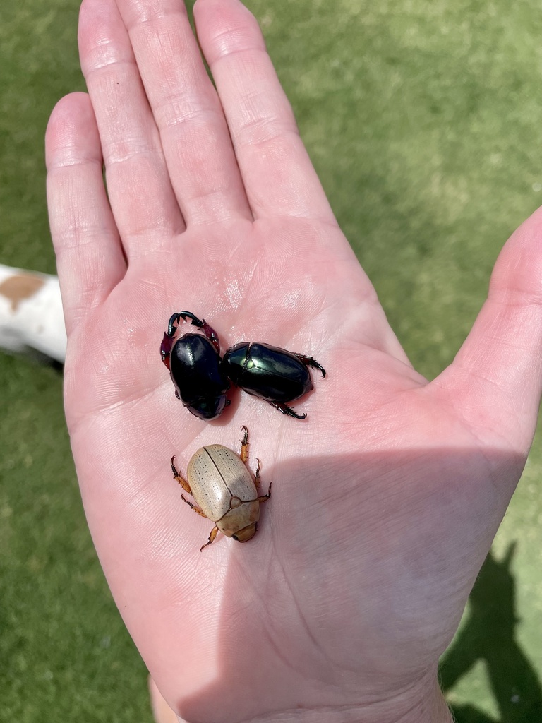Scarabs, Stag Beetles and Allies from Western Rd, Medowie, NSW, AU on ...