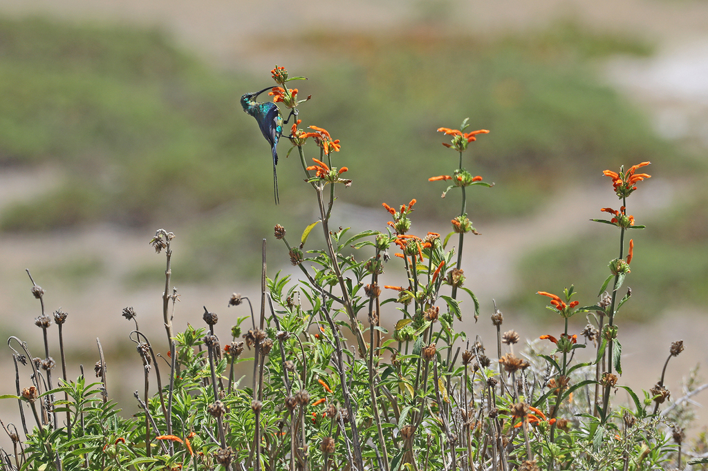 Malachite Sunbird from Cape Point, Le Cap, Afrique du Sud on December ...