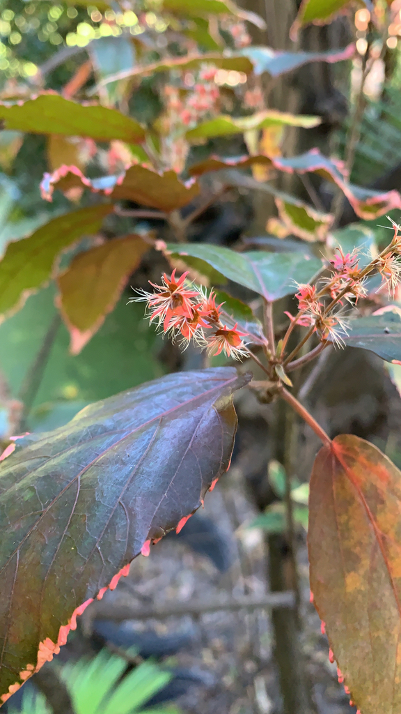 Copperleaf in December 2022 by alexbarnard · iNaturalist