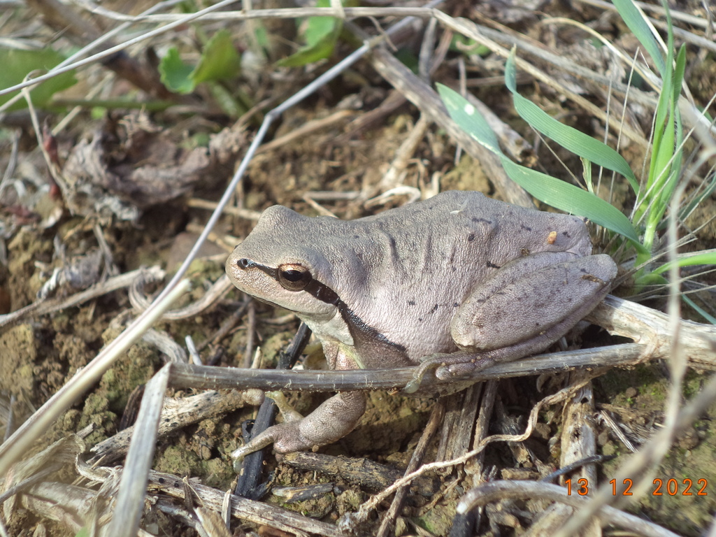 Mediterranean Tree Frog from Makouda, Algérie on December 13, 2022 at ...
