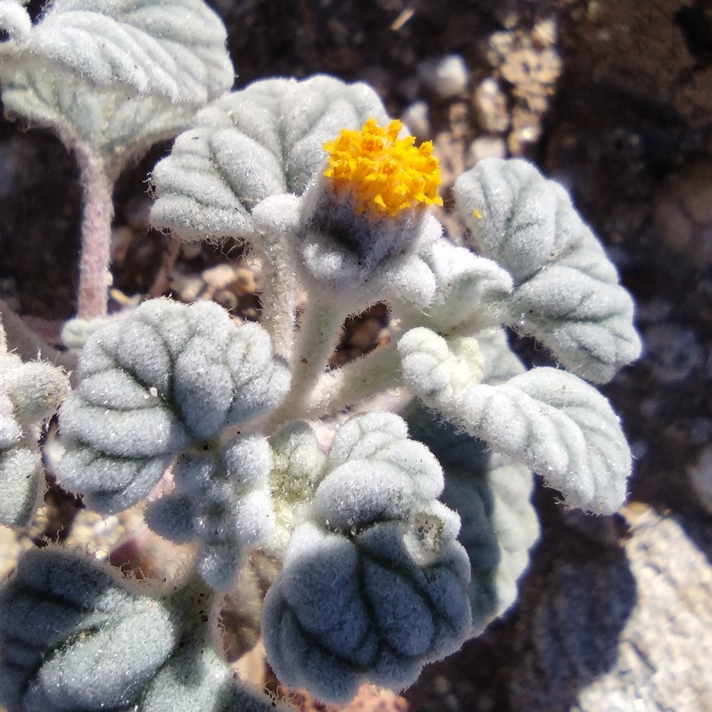 Turtleback from Anza-Borrego Desert State Park on December 18, 2022 at ...