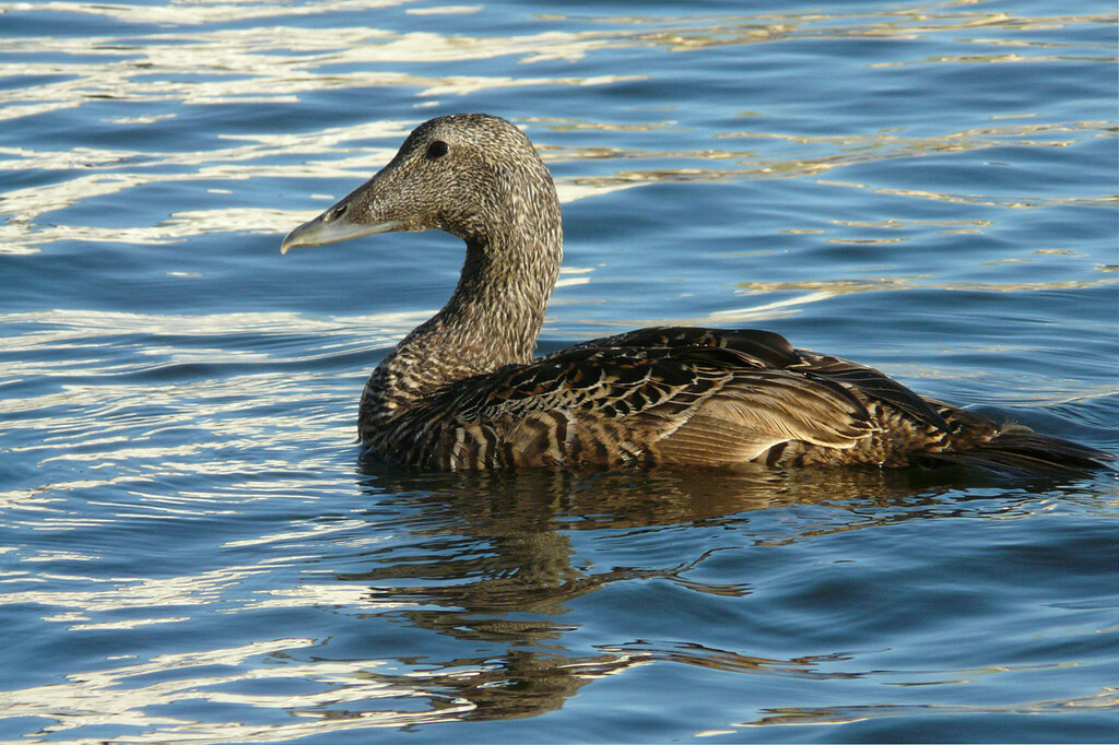 Common Eider in July 2010 by Julien Bottinelli · iNaturalist