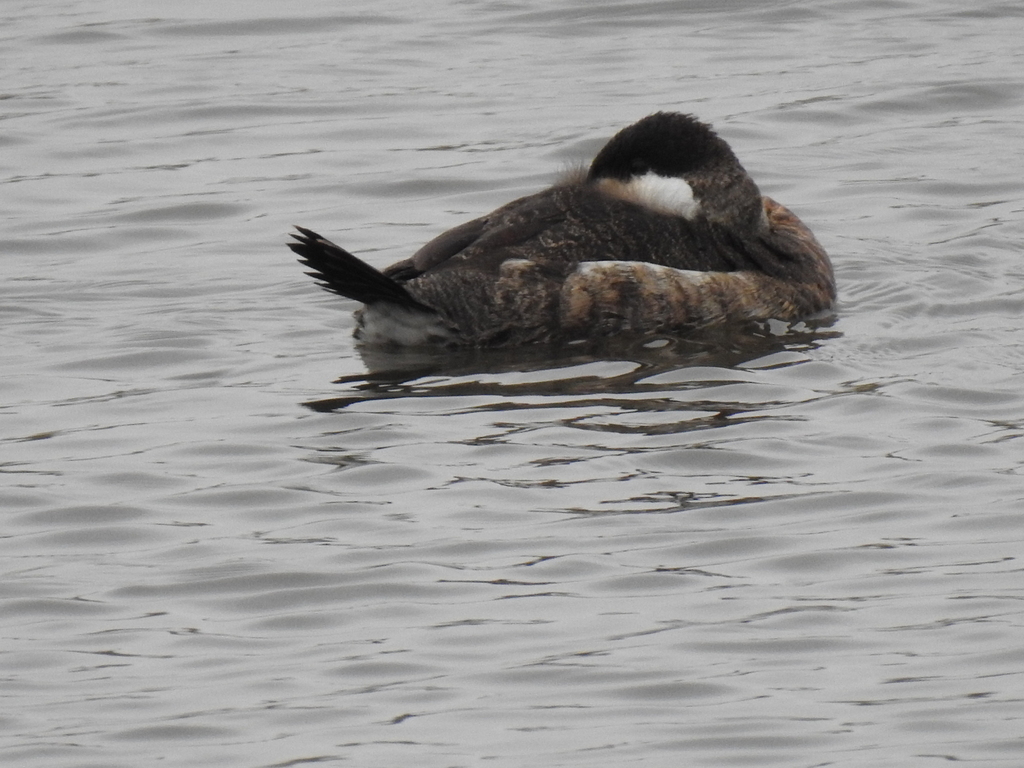Ruddy Duck from Denton, TX, USA on December 19, 2022 at 09:41 AM by ...