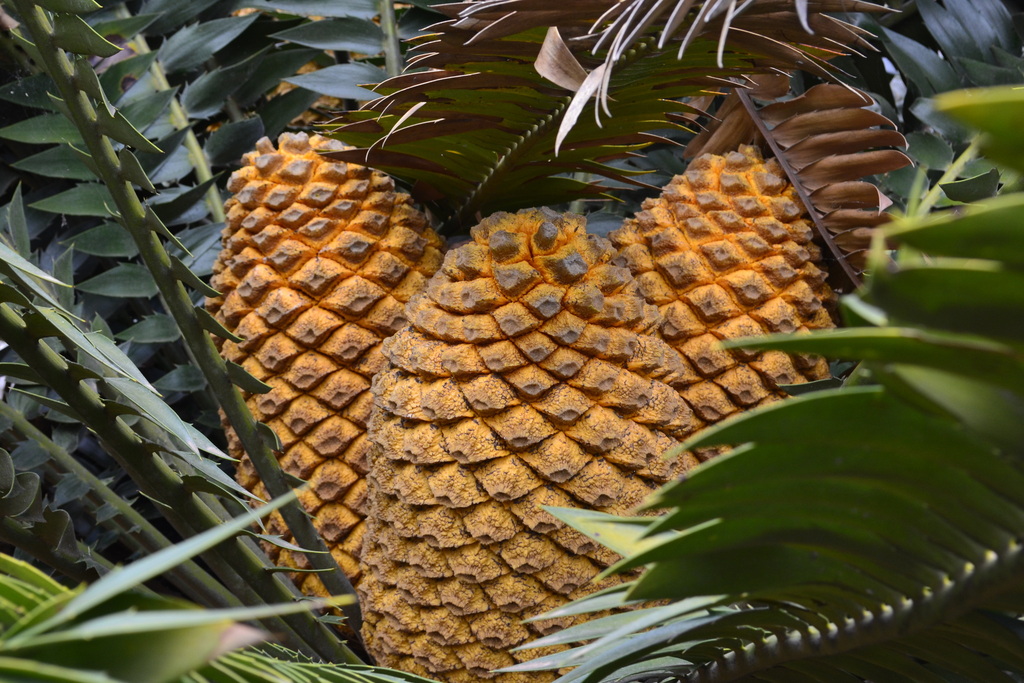 Modjadji Cycad in September 2011 by Simon Attwood. female cones ...