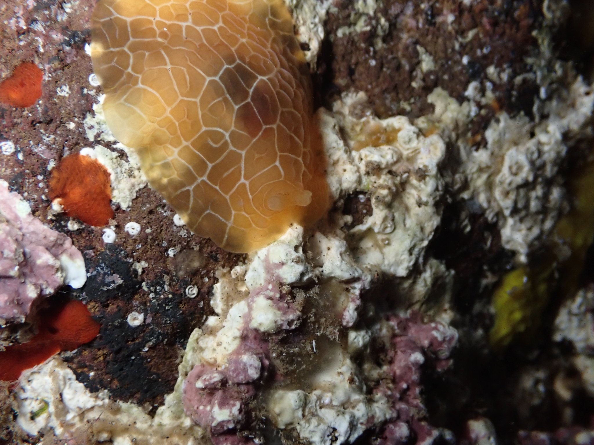 Pleurobranchus reticulatus Rang, 1832