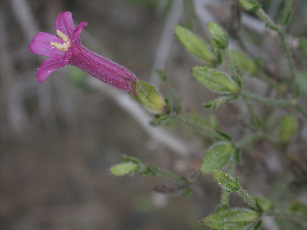 Ruellia floribunda from Montecristi, Équateur on August 22, 2006 at 06: ...