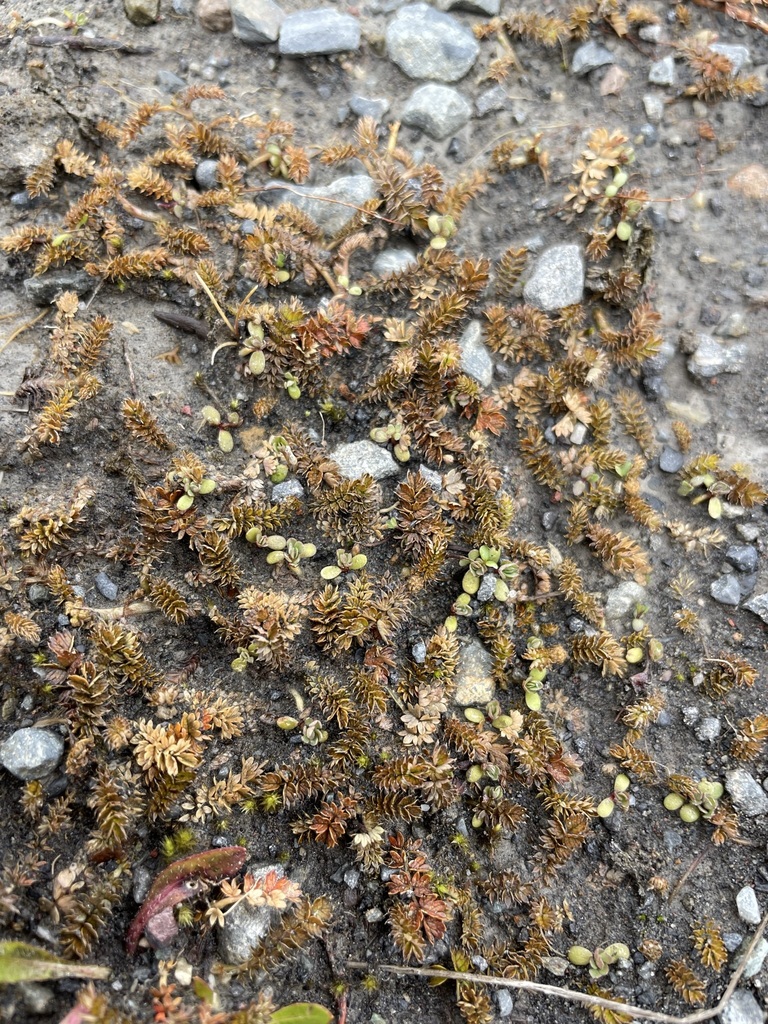 Bidibid from Tongariro National Park, Tongariro, Ruapehu, Manawatu ...