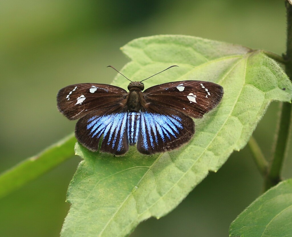 Pythonides jovianus from Kabalebo, Suriname on July 20, 2019 at 05:55 PM by patrickdebeuf ...