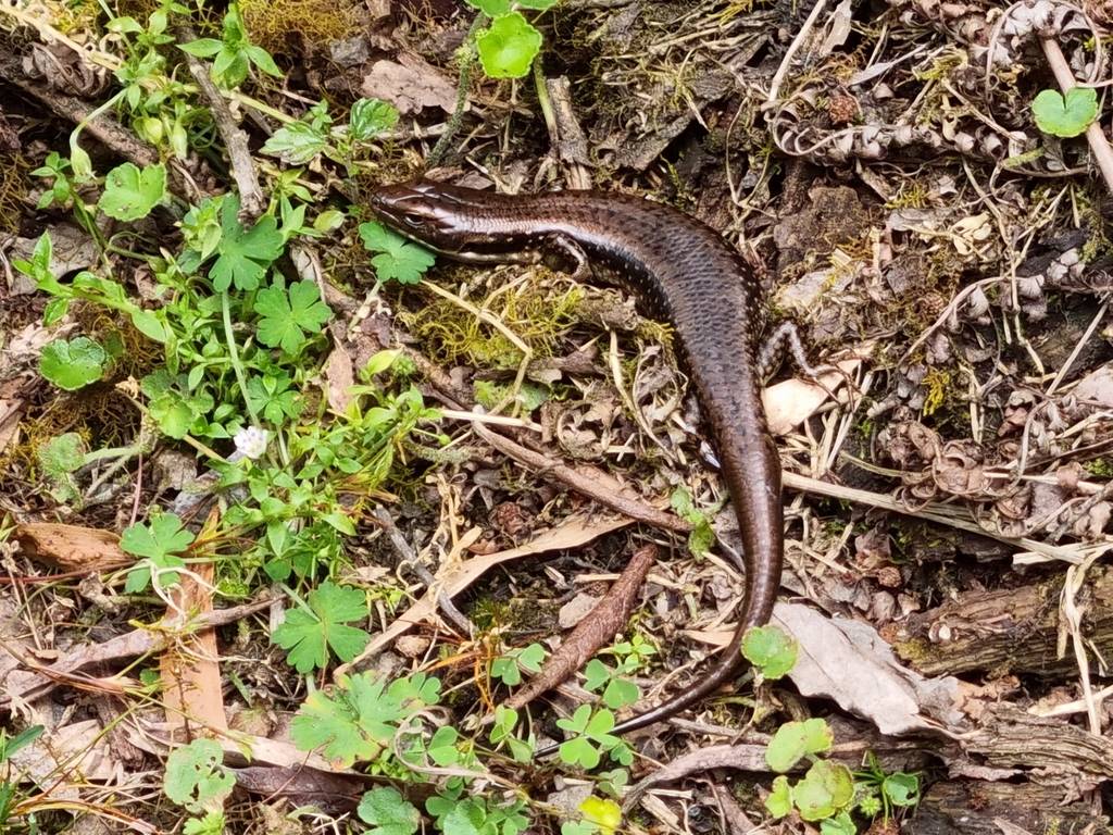 Southern Water Skink from Balook VIC 3971, Australia on December 18 ...