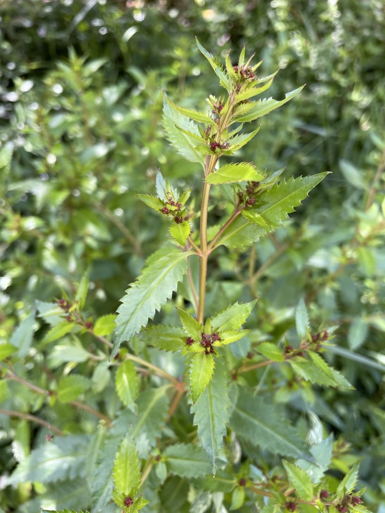 Shrubby Haloragis from Wellington, Wellington, New Zealand on November ...
