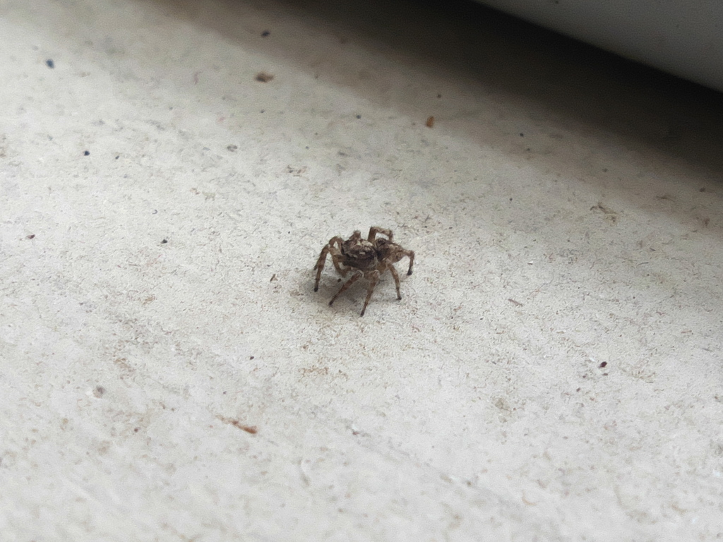 Asiatic Wall Jumping Spider from Sunny Slope Rd, Bridgewater Township ...