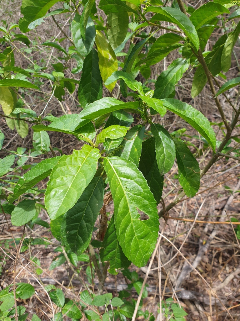 Lolly Bush in December 2020 by pcopping_ecp · iNaturalist