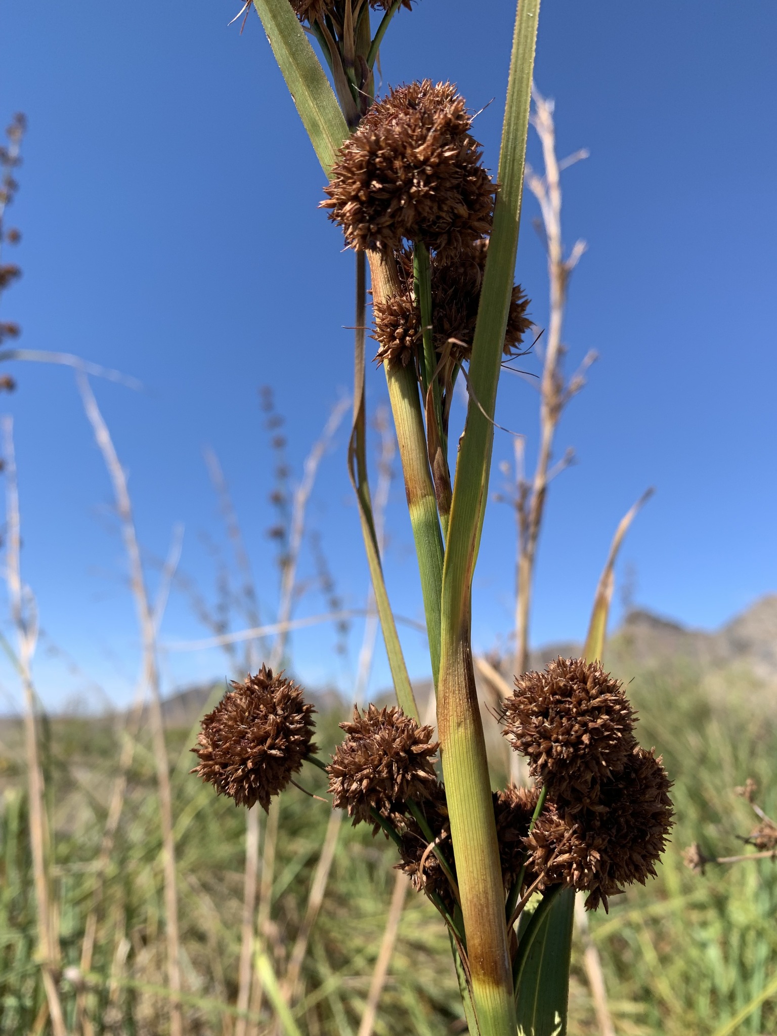 Cladium californicum (S.Watson) O'Neill