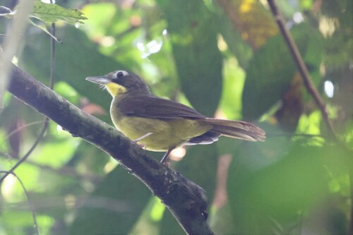 Subspecies Bleda syndactylus woosnami · iNaturalist