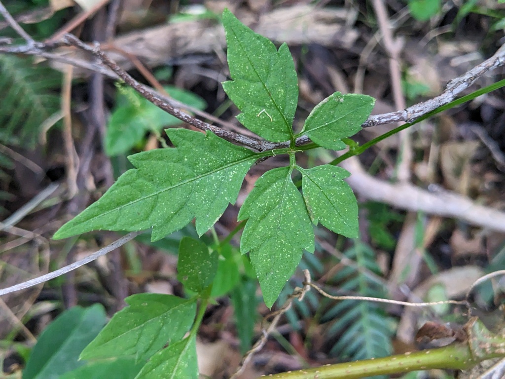 Slender Grape from Valla NSW 2448, Australia on December 19, 2022 at 04 ...