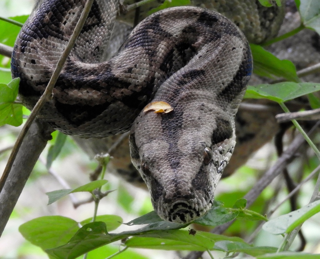 Mexican West Coast Boa Constrictor from Mazatlán, Sin., México on ...