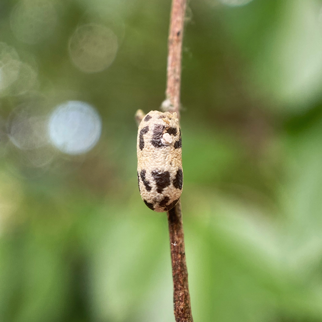 Charops in December 2022 by Nathan Odgers. Empty; on _Ulmus_ sp. What ...