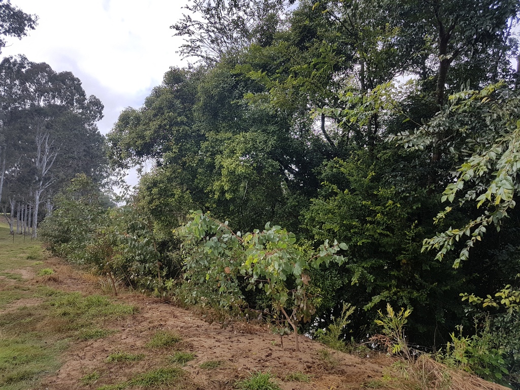 Chinese Hackberry in June 2018 by pcopping_ecp · iNaturalist