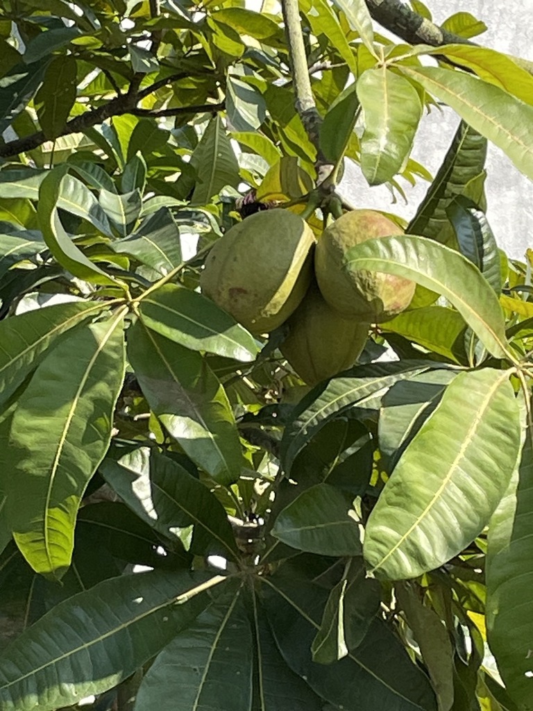 saba nut tree from 台灣雲林縣 on December 17, 2022 at 09:45 AM by 胡正恆 ...