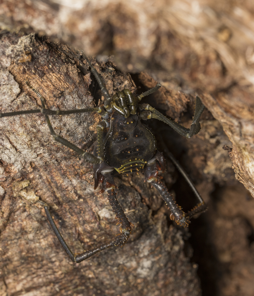 Sadocus funestus from Valdivia, Los Ríos, Chile on December 3, 2022 at ...