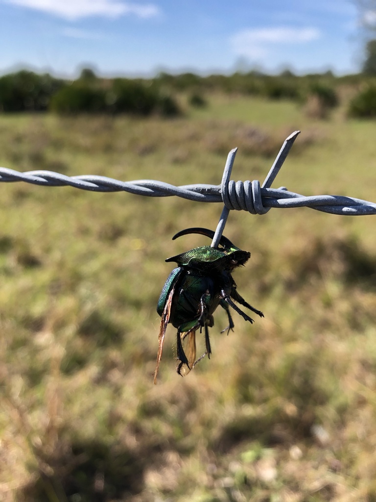 Rainbow Scarab from Tobler Blvd NW, Lake Placid, FL, US on December 19 ...
