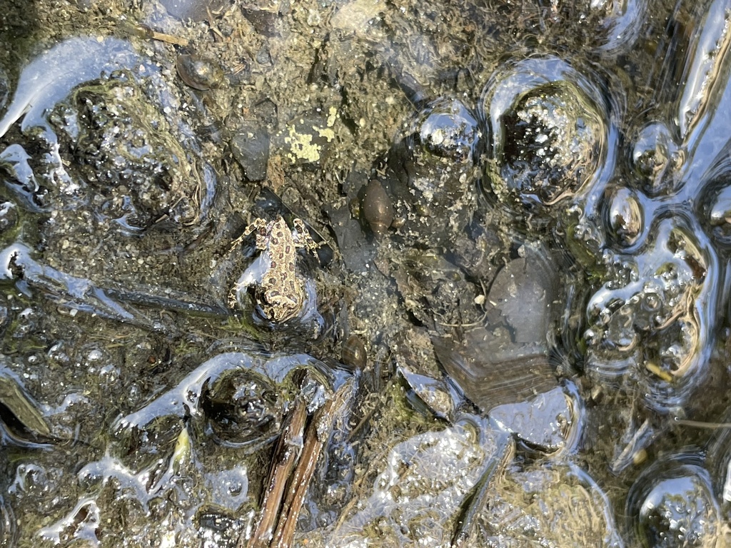 California Toad from N Fork Dr, Three Rivers, CA, US on June 21, 2022 ...