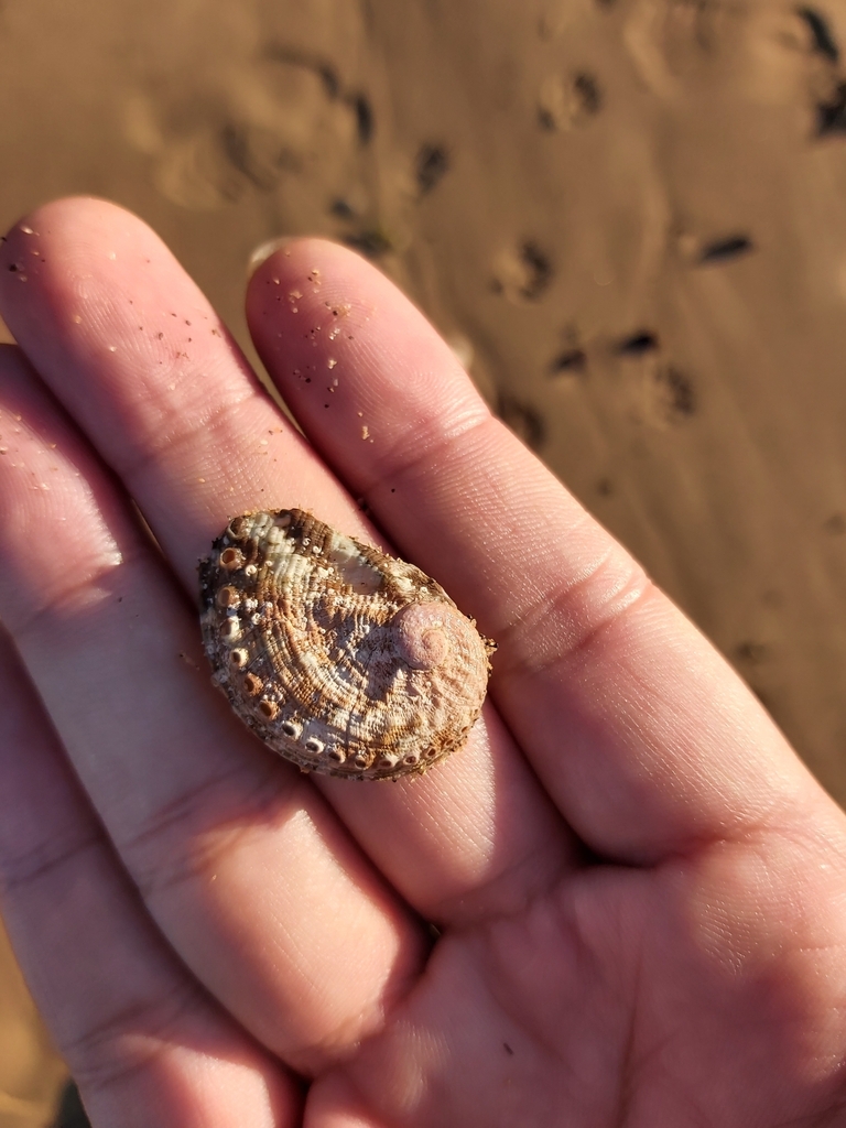 reddish-rayed abalone from Australia on February 08, 2022 at 06:41 PM ...
