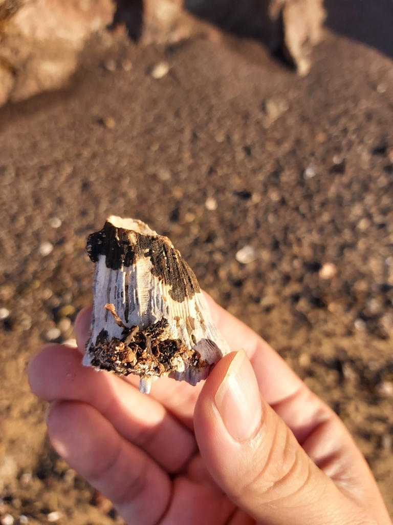 Giant rock barnacle from Collaroy NSW 2097, Australia on February 08 ...